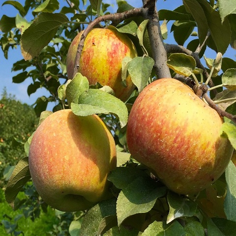 Buy Fresh Apples Red Fuji Green Golden Delicious Apples, Royal Gala ...