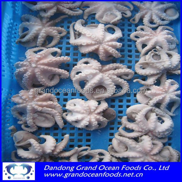 Buy Frozen Baby Octopus from Dandong Grand Ocean Foods Co., Ltd., China ...