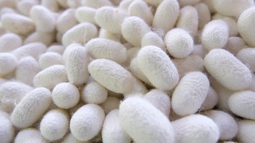 Buy Industrial Microwave Silkworm Cocoon Drying Sterilization Equipment ...