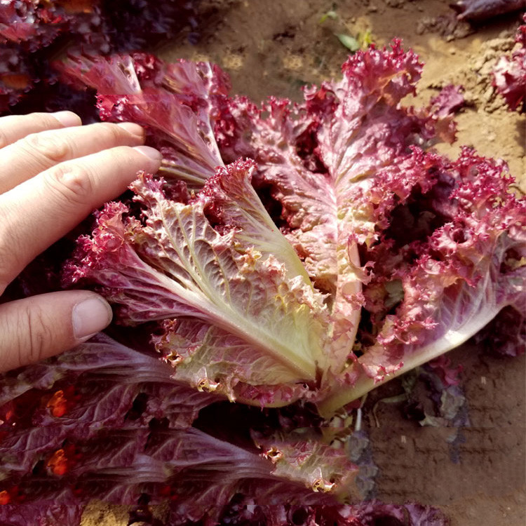 Buy Red Vegetable Seeds Purple Lettuce Seed For Planter from Cangzhou ...