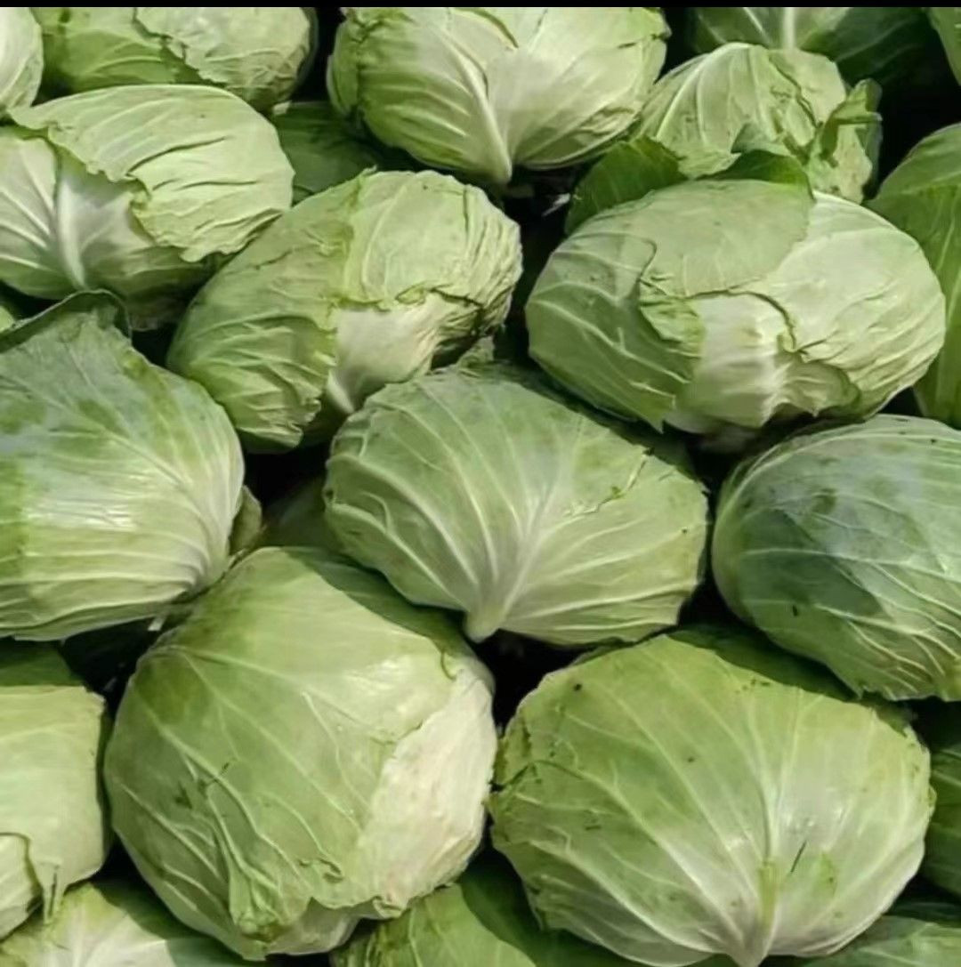 Buy Cabbage from Integrated Fruit and Vegetable Free Trade Co., Ltd ...