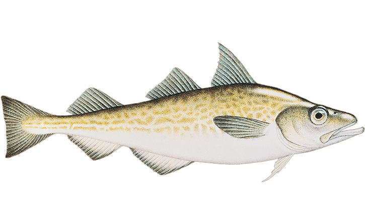 Buy Frozen Pollack Fish from Time Enterprise, USA | Tradewheel.com