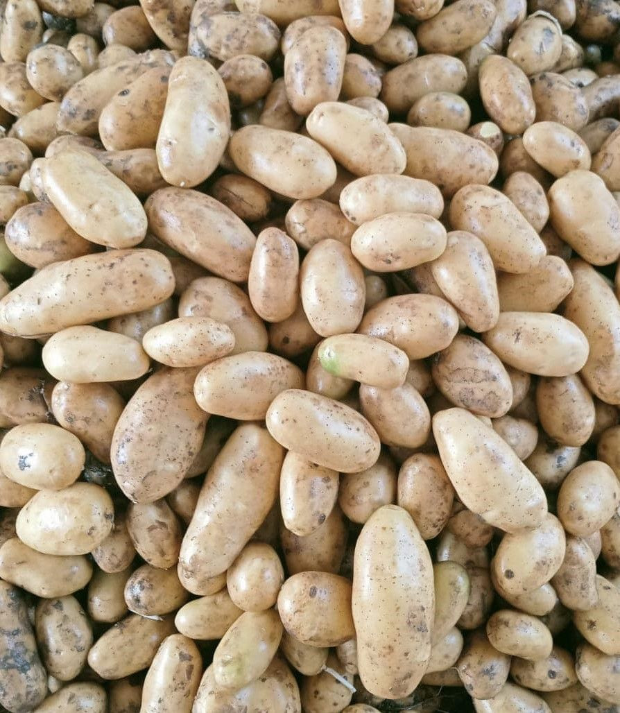 Buy Potatoes from Classic Enterprises, Pakistan | Tradewheel.com