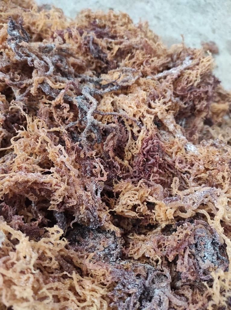 Buy Dry Seaweed from CV Delton, Indonesia | Tradewheel.com