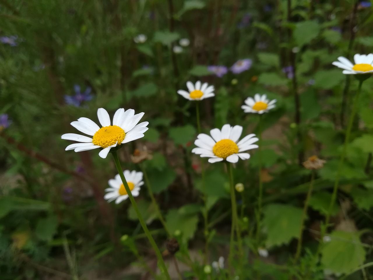 Buy Pyrethrum from Gold Click Brokers, Tanzania | Tradewheel.com