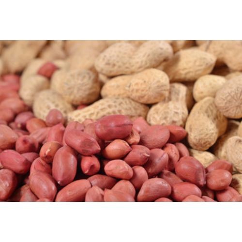 Buy Mungphali Dana Peanut Seed from PIYALI AGRO, India | Tradewheel.com