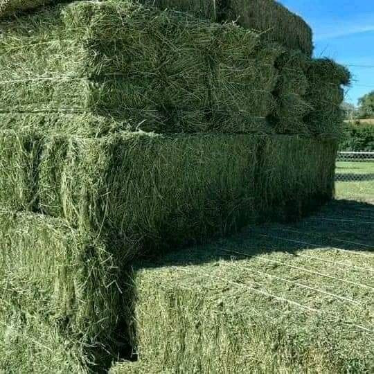 Buy Premium Dried Timothy Hay Sheep Animal Feed Cubes Sudan Spain Price ...