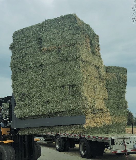 Buy Premium Dried Timothy Hay Sheep Animal Feed Cubes Sudan Spain Price ...