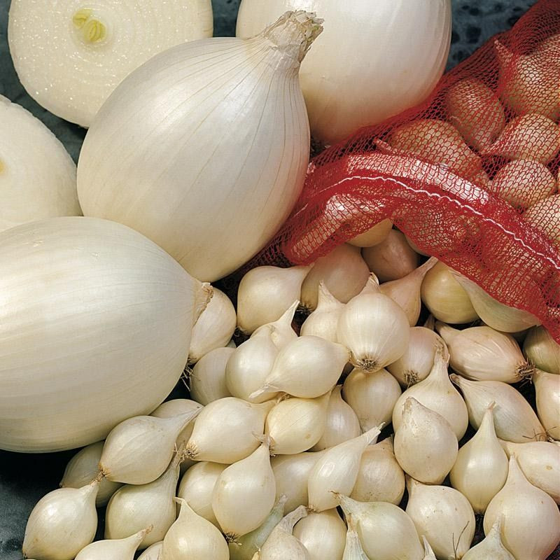Buy Organic Italian Pearl Onions Farm Fresh from Afrivet Trading ...
