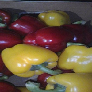 Buy Capsicum Fresh From Egypt from FOODEX COMPANY FOR IMPORT AND EXPORT ...