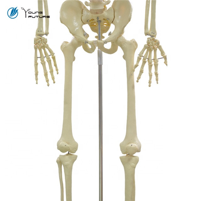 Buy Medical Human Anatomy Skeleton Model Nursing Training Manikin, Cpr ...