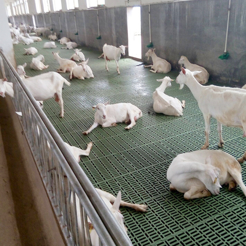 Buy Sheep Farm Plastic Slatted Flooring Plastic Goat Goat Slat Floor ...