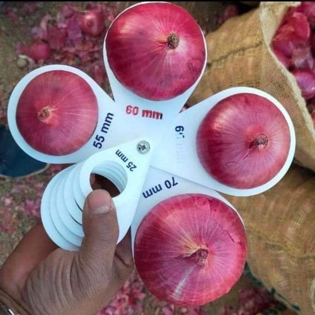 Buy Red Onion from Royal Gulf International, India | Tradewheel.com