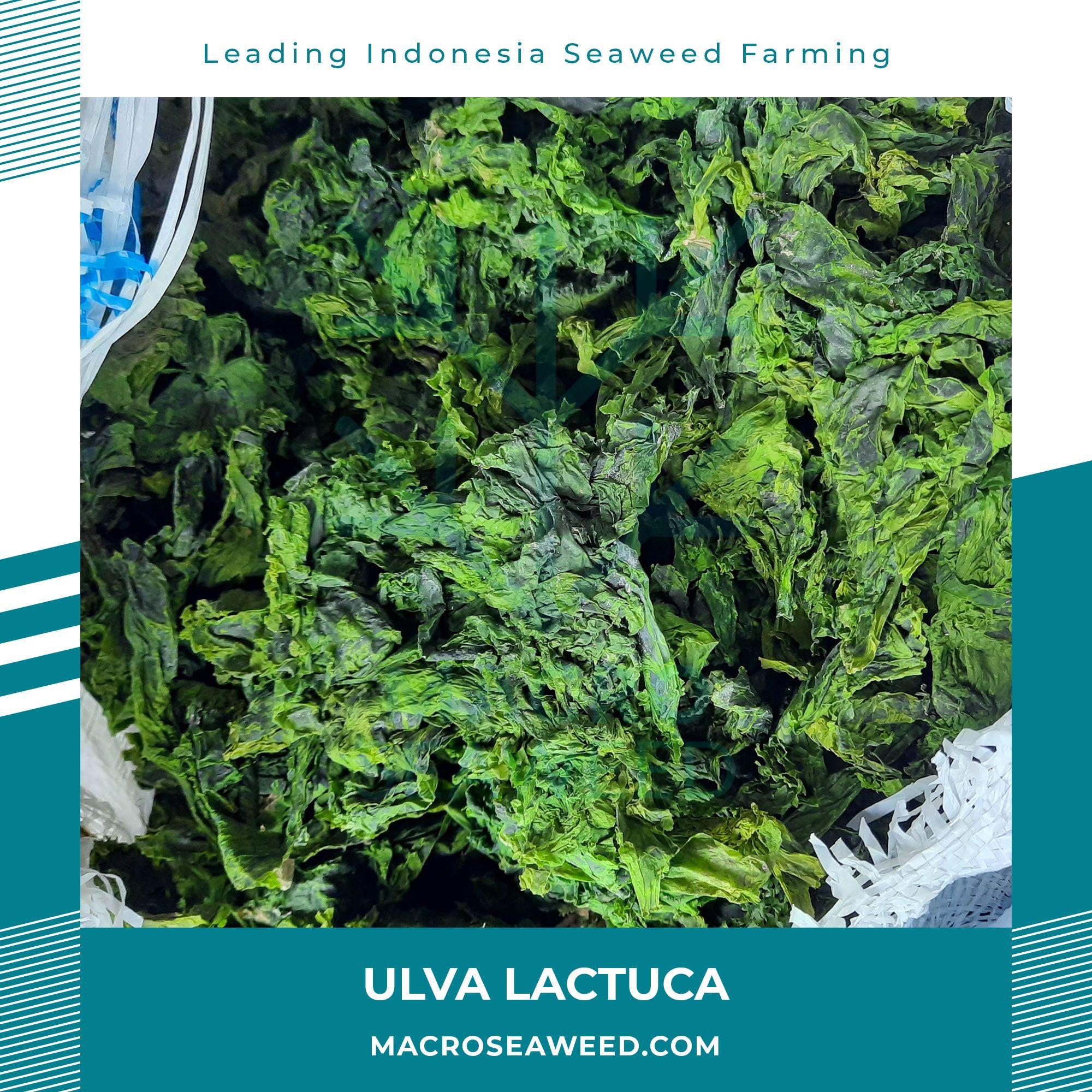 Buy Ulva Lactuca Seaweed from Macro Seaweed, Indonesia | Tradewheel.com