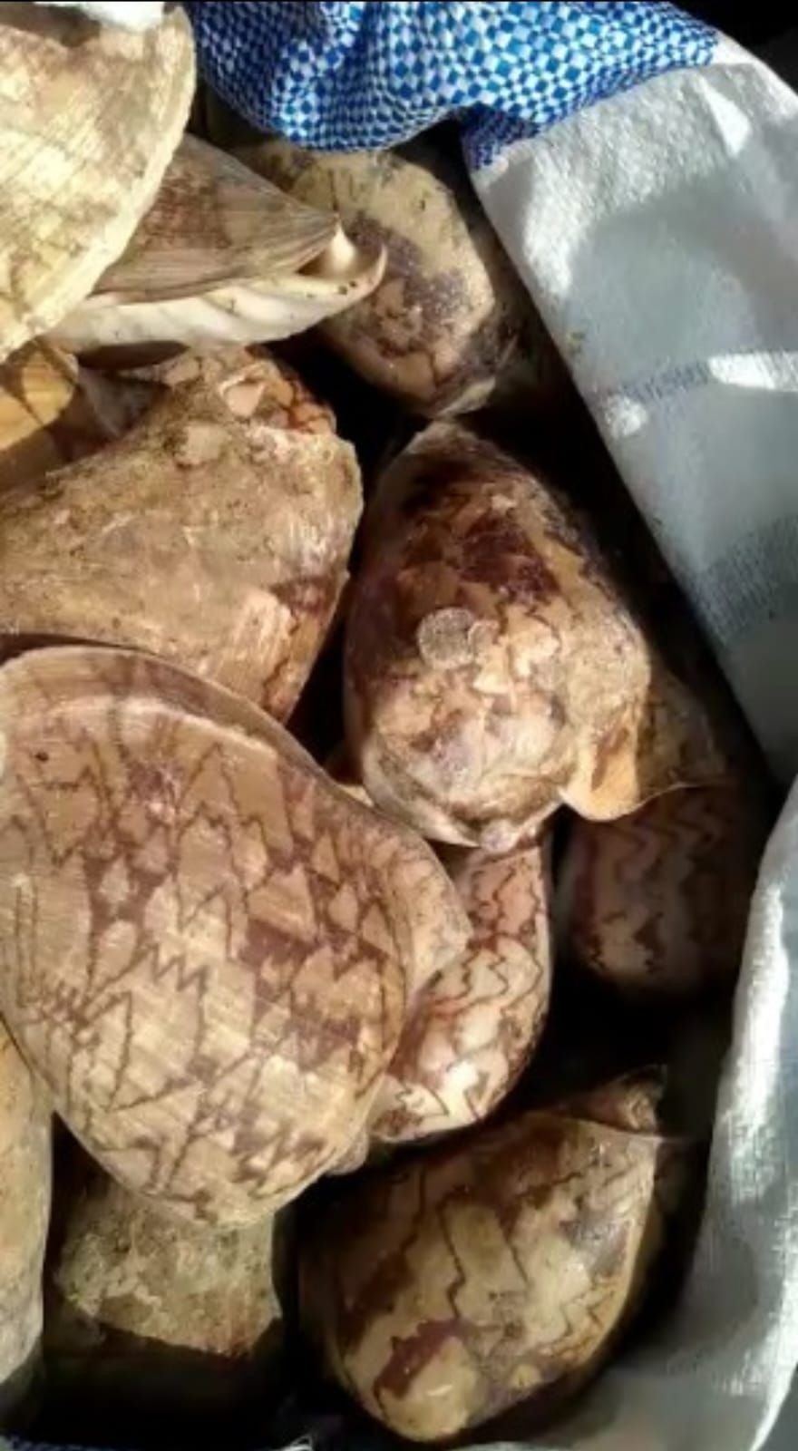 Buy Seashell from AWNIRAYA International Trading, Indonesia ...