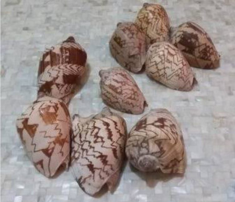 Buy Seashell from AWNIRAYA International Trading, Indonesia ...