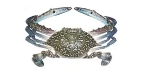 Buy Blue Swimming Crab from Friends International, Pakistan ...