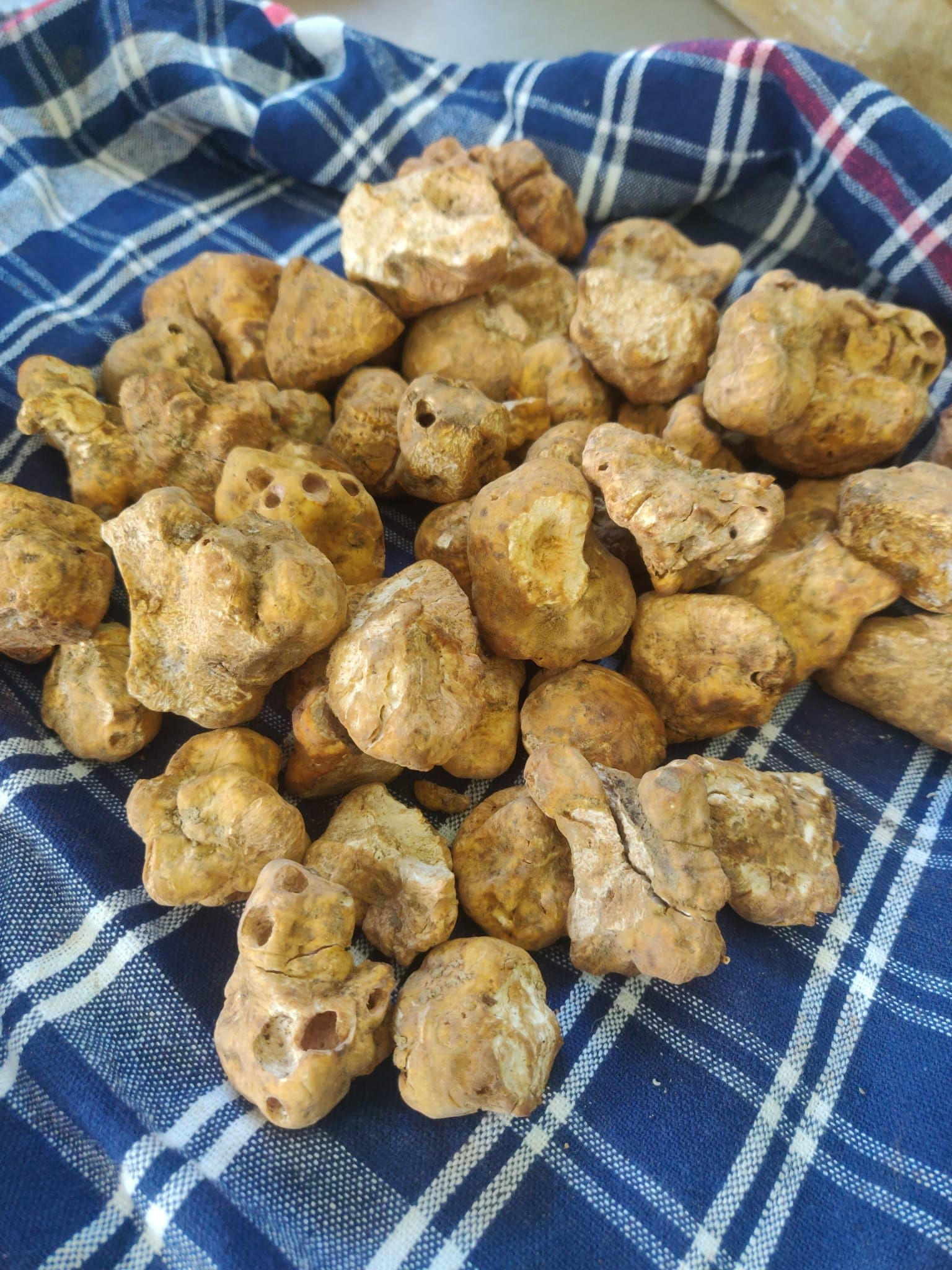 Buy Fresh White Truffle from Saverio Tartufi, Italy | Tradewheel.com