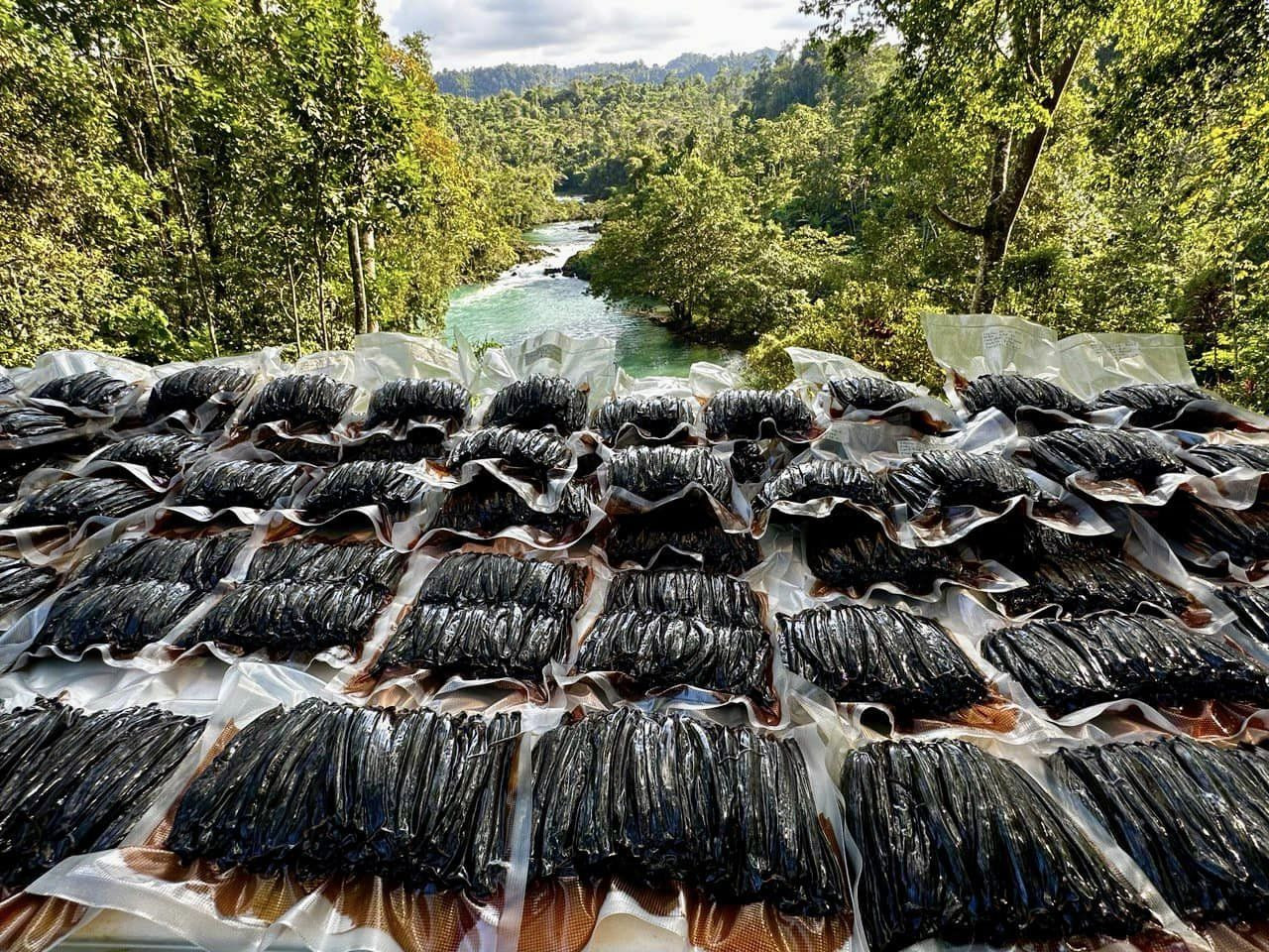 Buy Guatemala Vanilla Beans: Maya Cribbiana from Mission J.A.D.E., USA ...