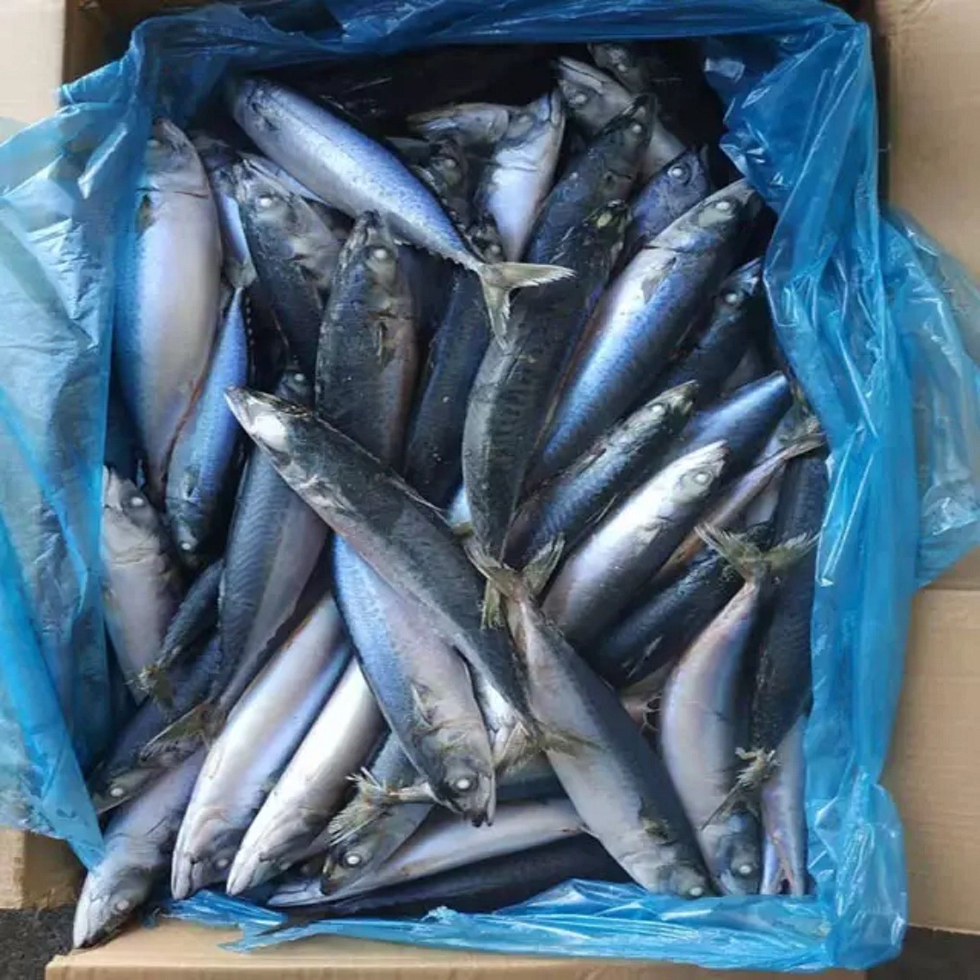 Buy Mackerel Fish from DOX GMBH, Germany | Tradewheel.com
