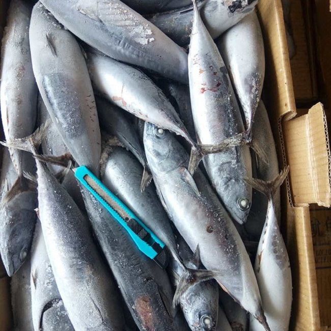Buy High Quality Frozen Skipjack Tuna Whole Round Frozen Tuna Fish ...