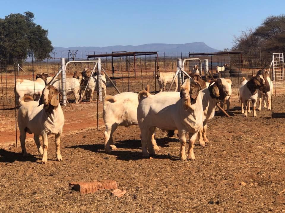 Buy 100% Full Blood Live Boer Goats from Gear Trym Co Ltd, Japan | Tradewheel.com