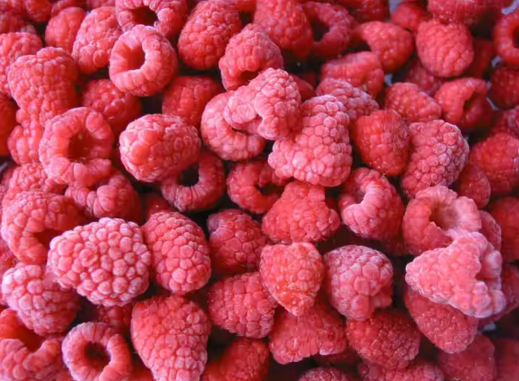 Buy Frozen Raspberry Bulk from RIZHAO Jin Gu Yuan Agricultural ...