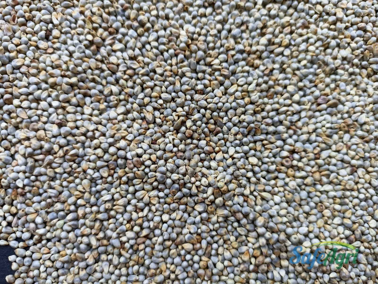 Buy Green Millet from Safe Agritrade Private Limited, India ...
