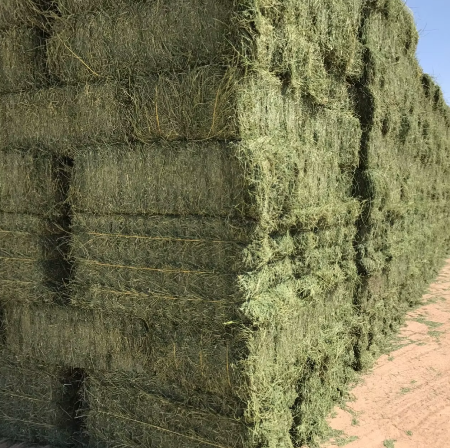 Buy Best Quality Alfalfa Hay Bales from Landove International Exports ...