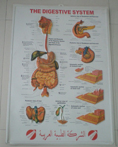 Buy 3d Anatomical Wall Map Of Digestive System Anatomical Chart Of ...