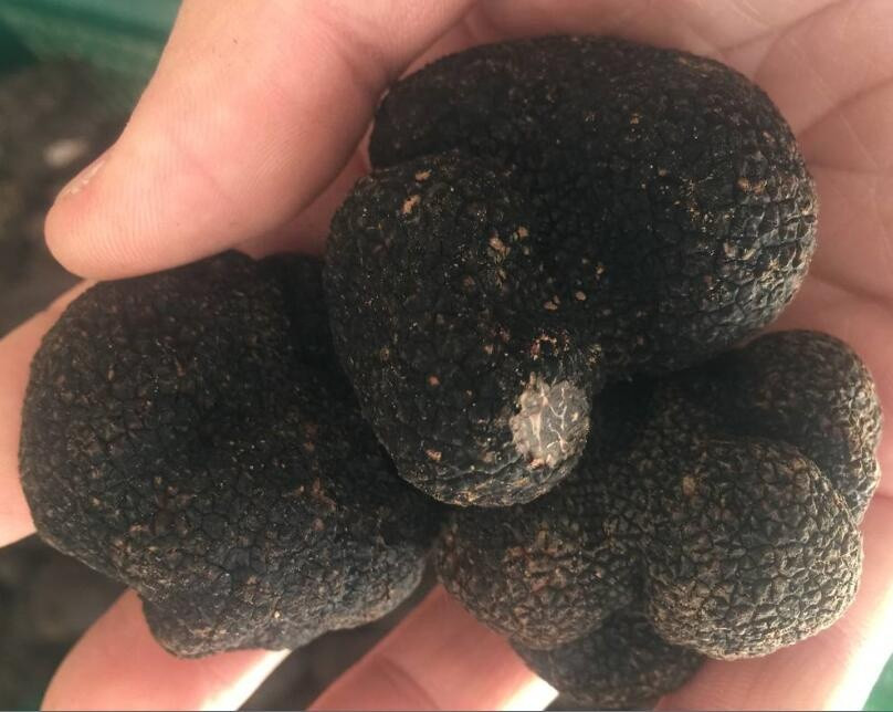 Buy Fresh Frozen Truffle Tuber Indicum Chinese Truffle from Chongqing ...