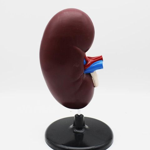 Buy Kidney Anatomy Magnified Model Kidney Model Human Internal Organs ...
