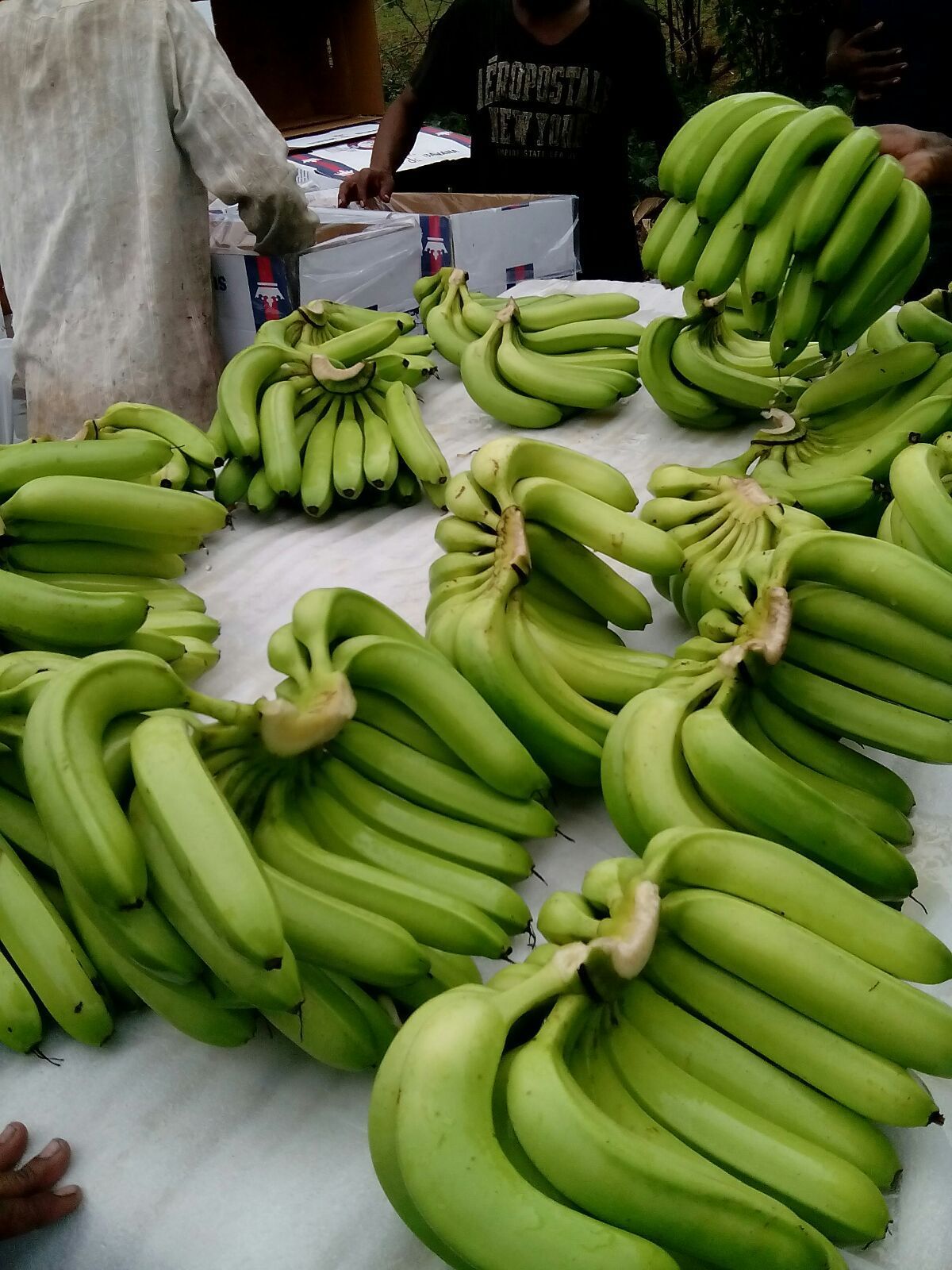 Buy Fresh Green Cavendish Bananas from Bright Future Exterprise (Pty ...