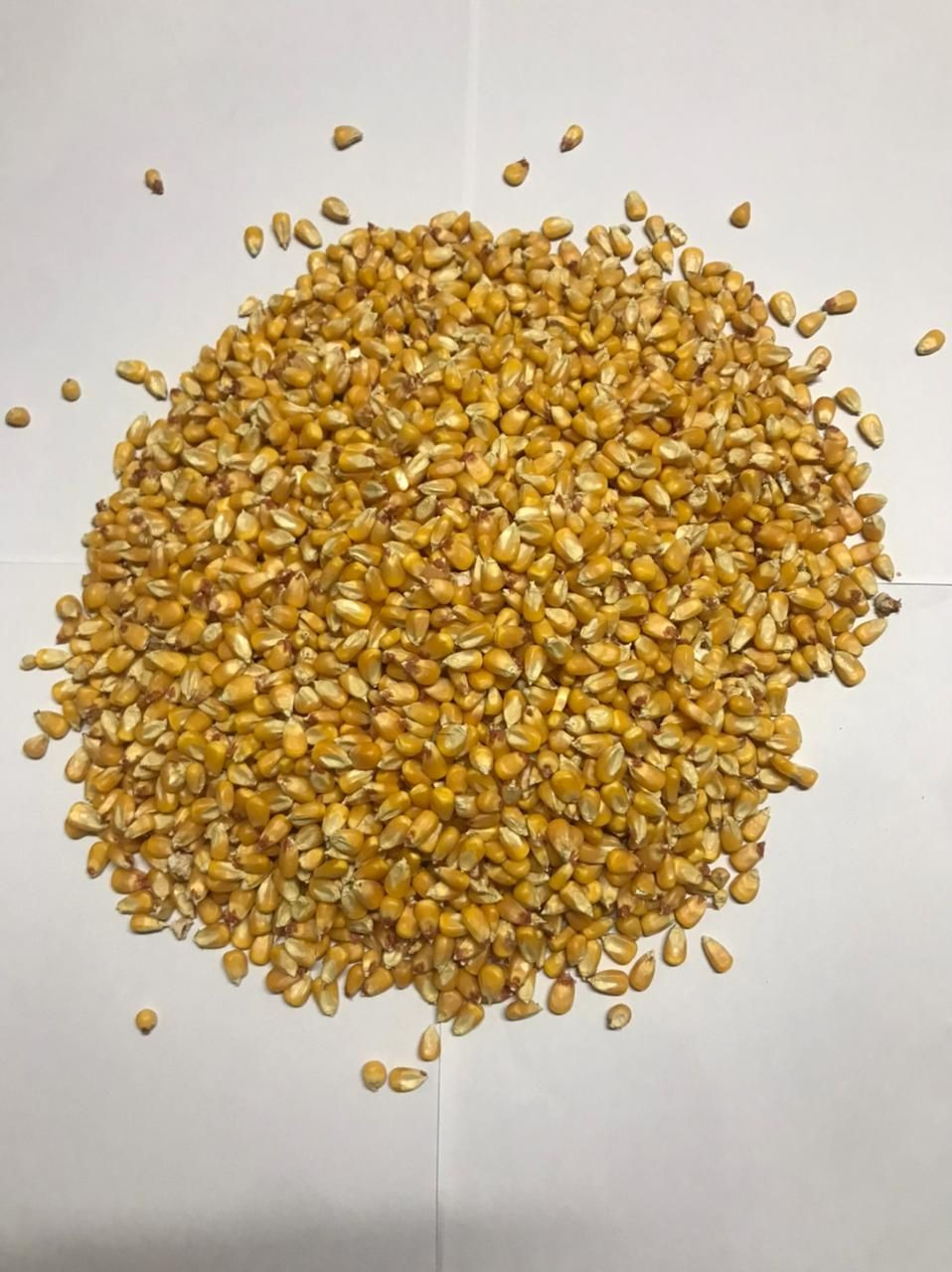 Buy Corn from Musleh Trading House Pvt Ltd, Pakistan | Tradewheel.com