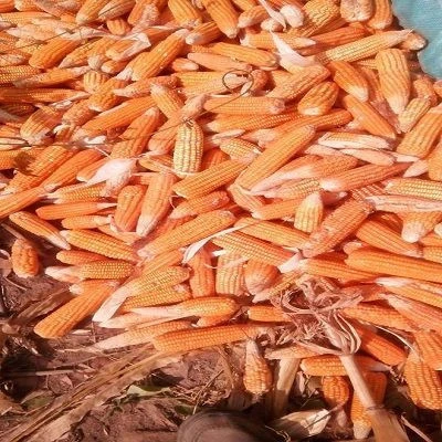 Buy Yellow Corn Animal Feed Grade Yellow Maize For Animal Animal Feed ...
