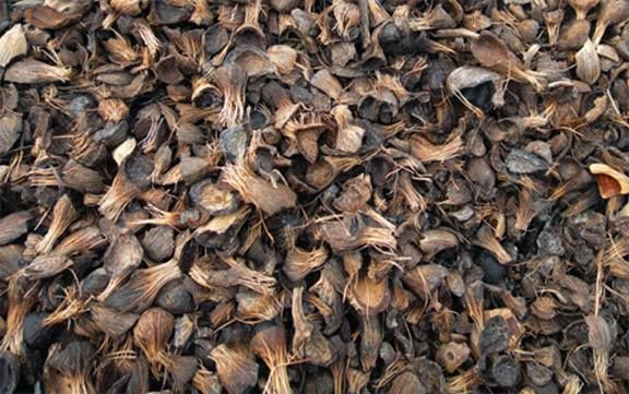 Buy Palm Kernel Shells from Bullion brothers investments Ltd, Ghana ...
