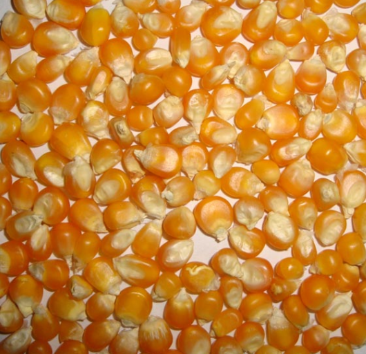 Buy Organic Yellow Corn Premium Export Quality Dried Maize Wholesale ...