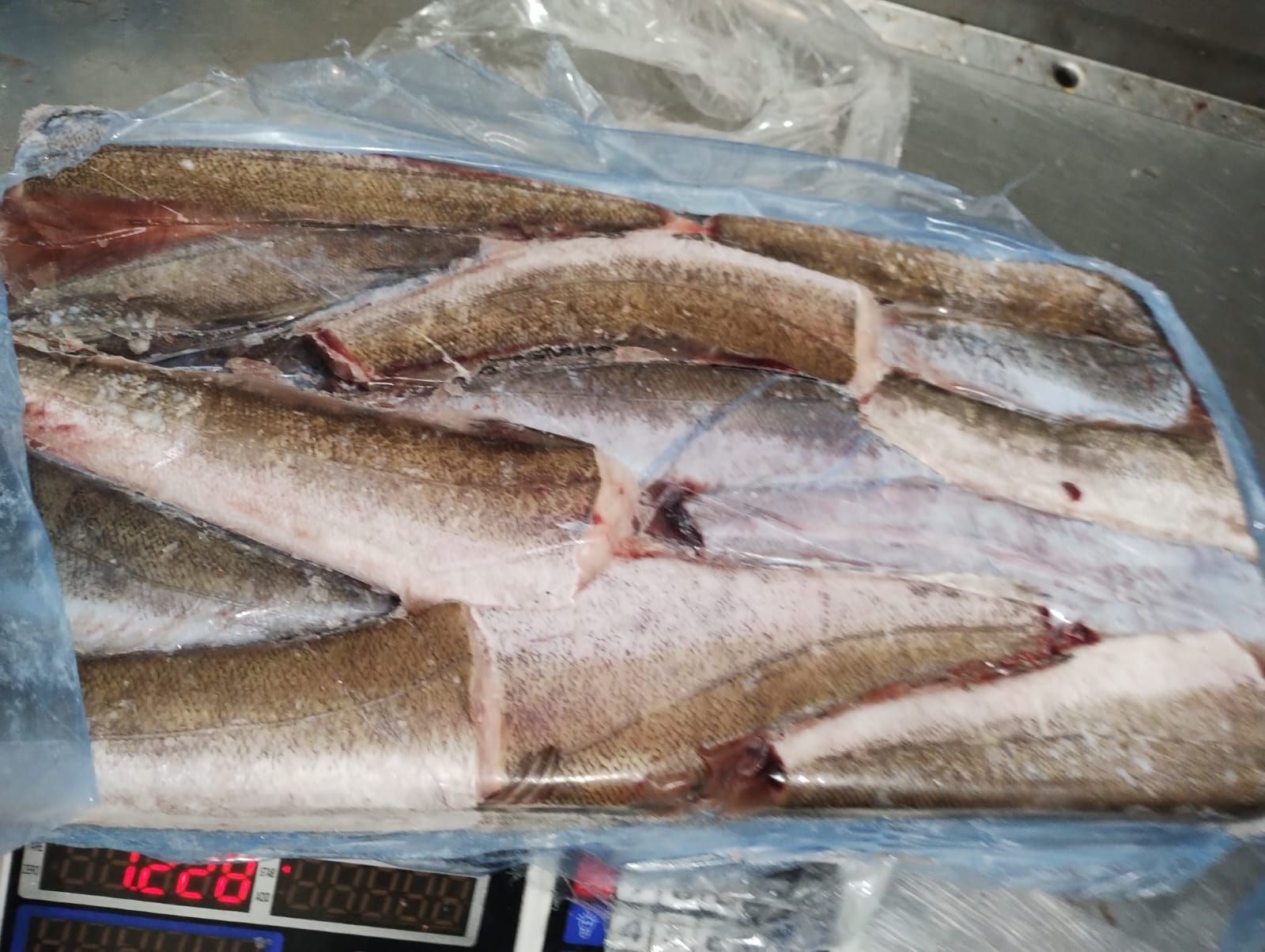 Buy Frozen And Fresh Hake Fish For Sale from Markco Polo Enterprise Pty ...