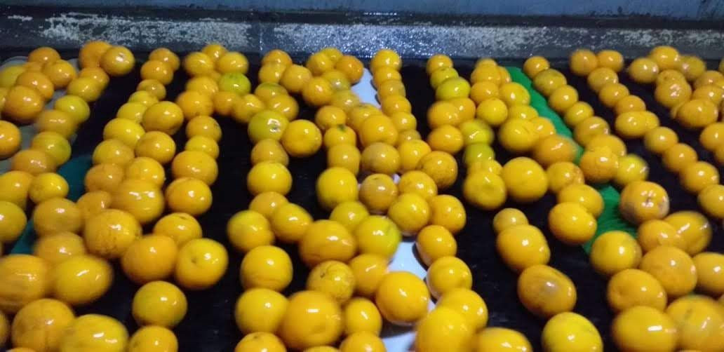 Buy Mandarin Orange (kinnow) from Amoz Overseas Traders, Pakistan ...