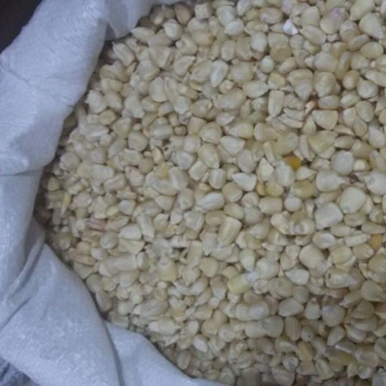 Buy White Corn (maize) For Sale from Camagro exporters, Cameroon ...