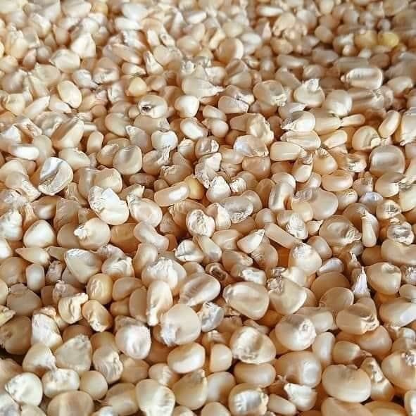 Buy White Corn (maize) For Sale from Camagro exporters, Cameroon ...