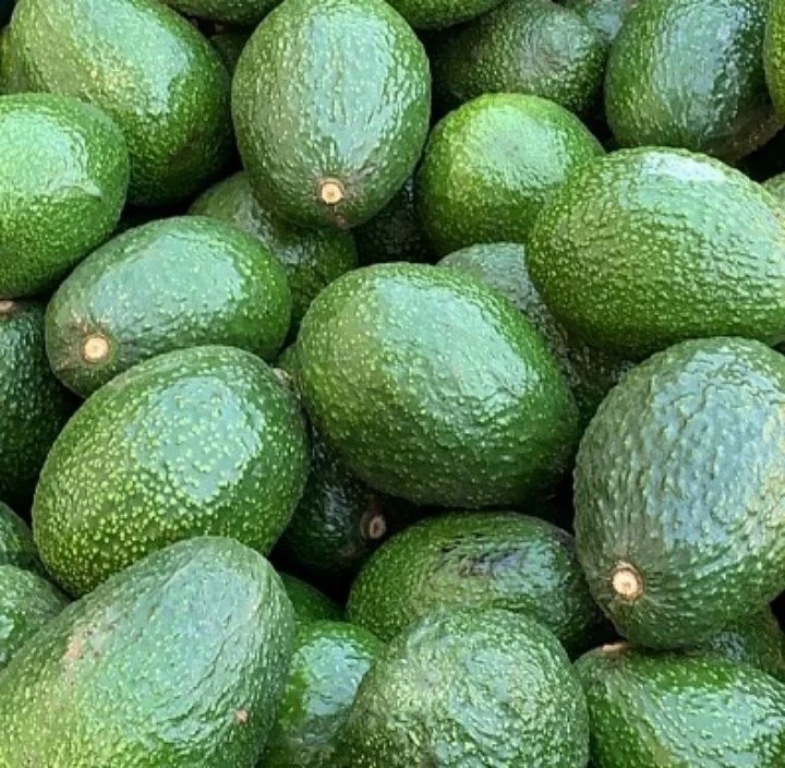 Buy First Class Hass Avocados from Fresh Harvest Mx, Mexico ...