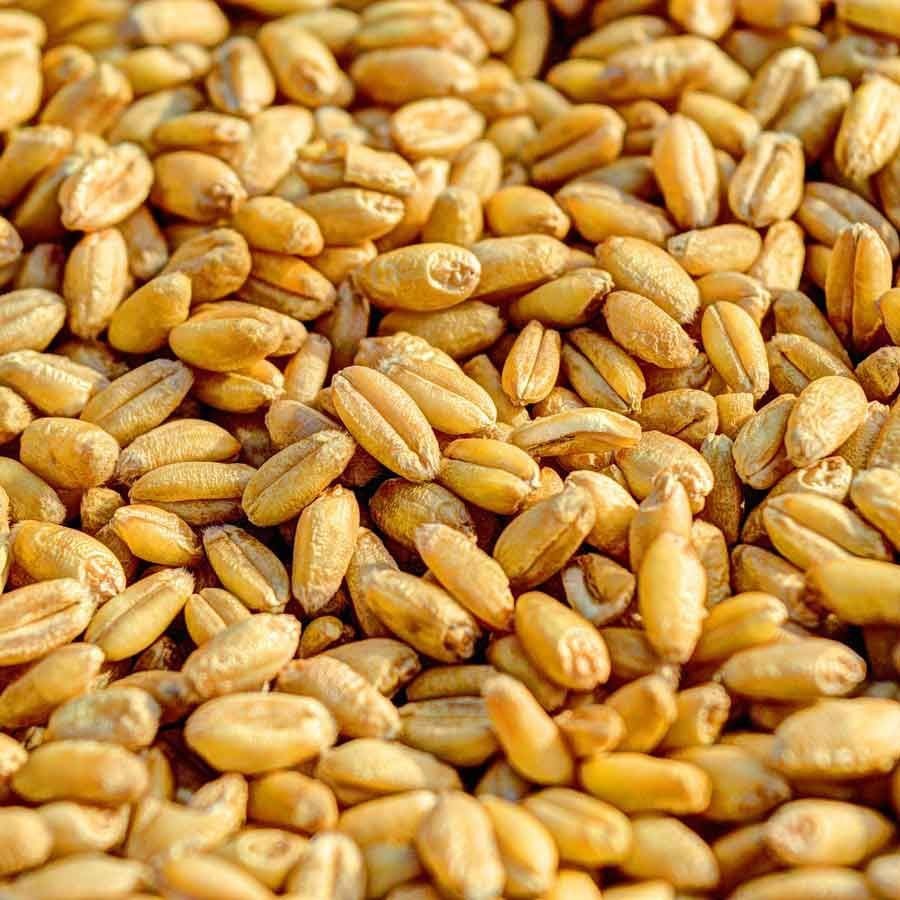 Buy Best Ukraine Durum Wheat Grain/soft Milling Wheat For Sale, Wheat ...