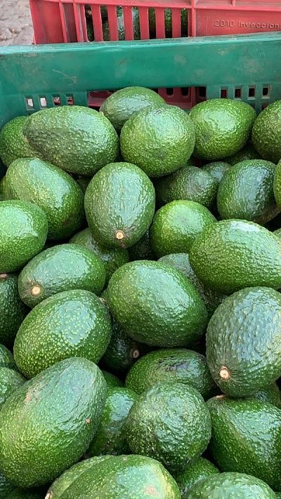 Buy First Class Hass Avocados from Fresh Harvest Mx, Mexico ...