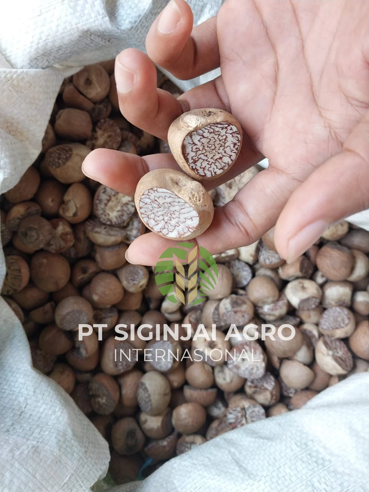 Buy Betel Nut Split Jambi Indonesia 90-95% from PT Siginjai Agro ...
