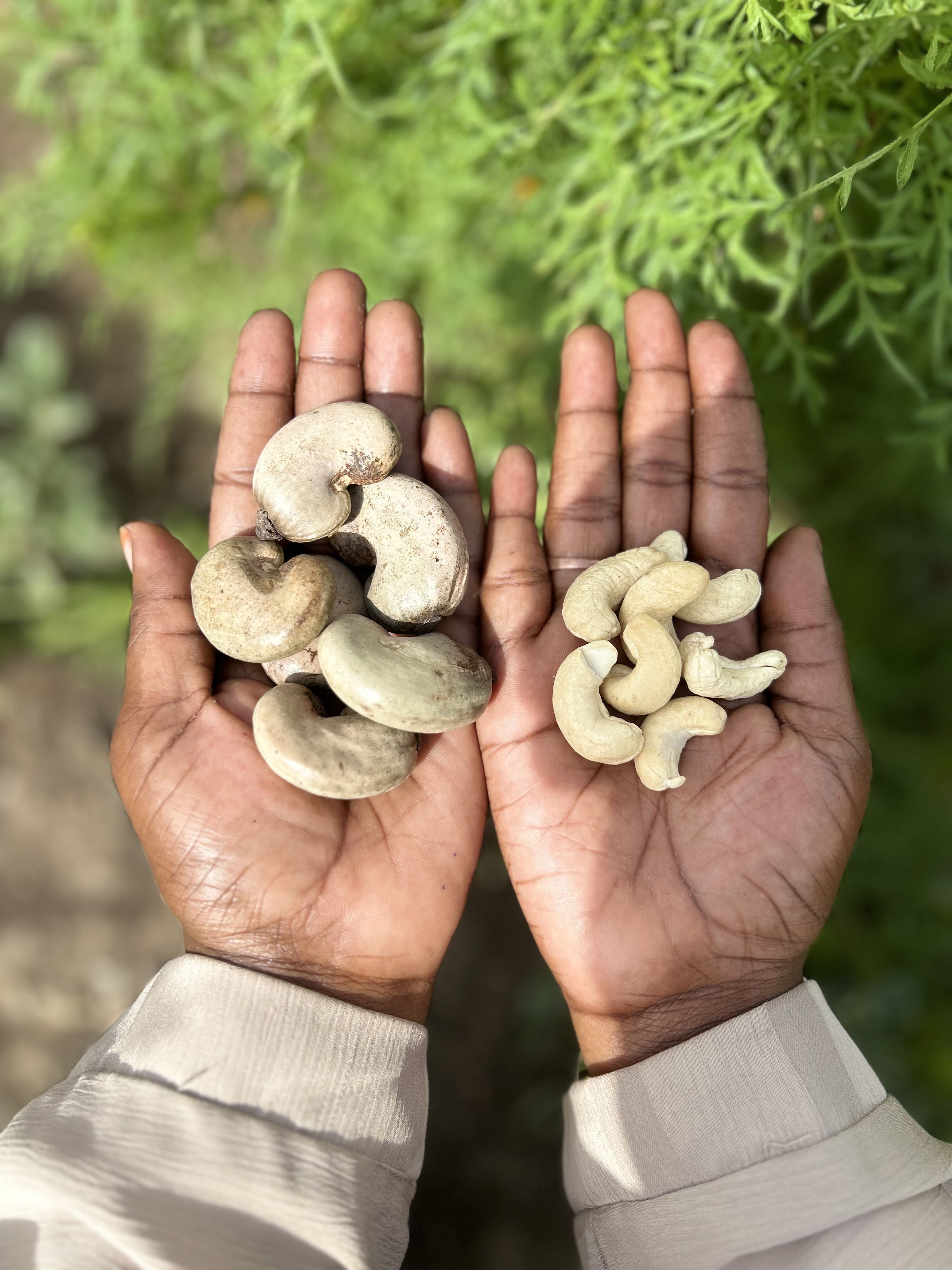 Buy Cashew from K2 Garden SAS, France | Tradewheel.com