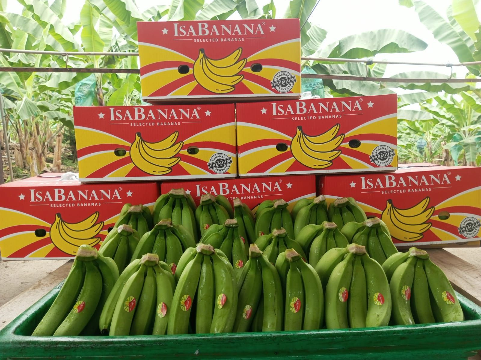 Buy Green Fresh Cavendish Bananas from BelaFruit, Ecuador | Tradewheel.com