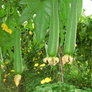 Buy Hybrid F1 Towel Gourd Seeds/luffa Seeds/loofah Seeds For Growing ...