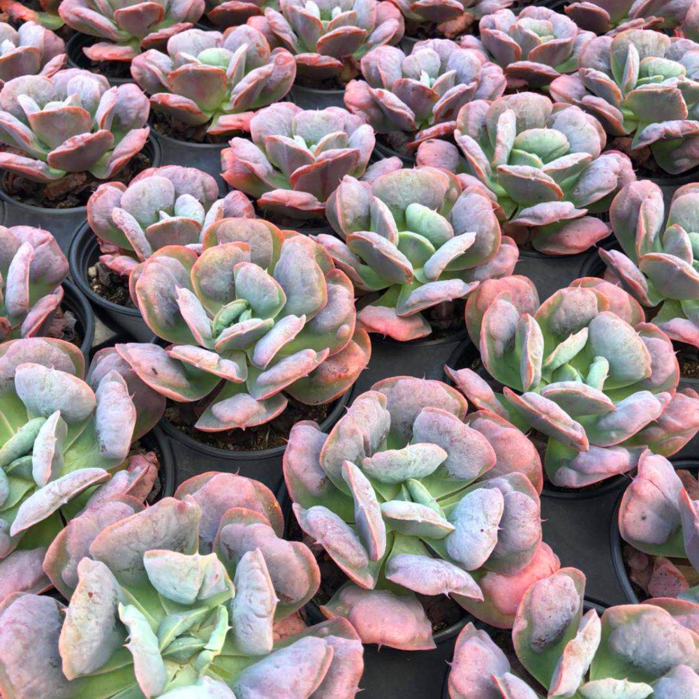 Buy Pink Princess Plant Real Living Suculentas Indoor Plant Succulent ...