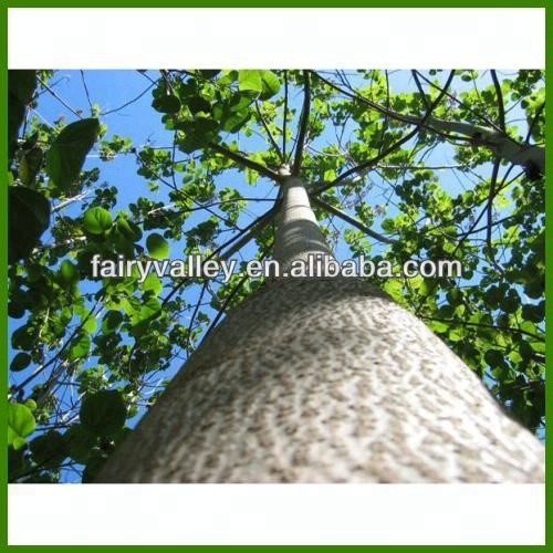 Buy Royal Paulownia Empress Trees Seeds, Seedlings, Paulownia Fortunei ...